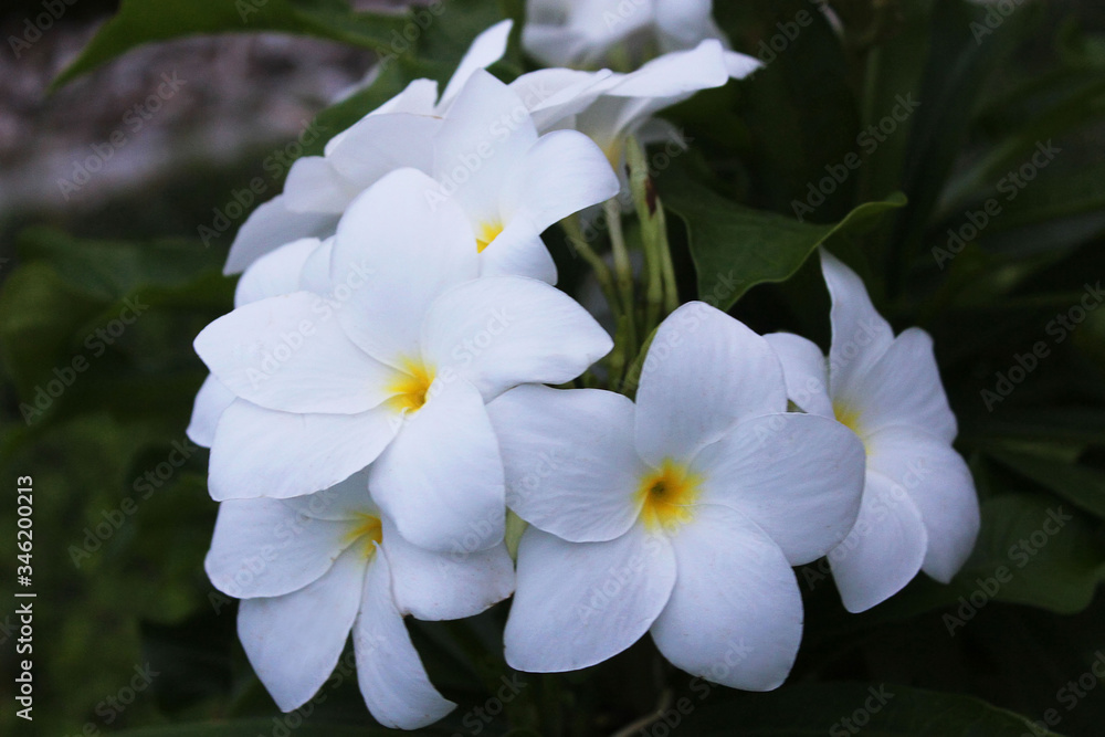Zdjęcie Stock: Beautiful Tropical Frangipani Flower (a species of ...