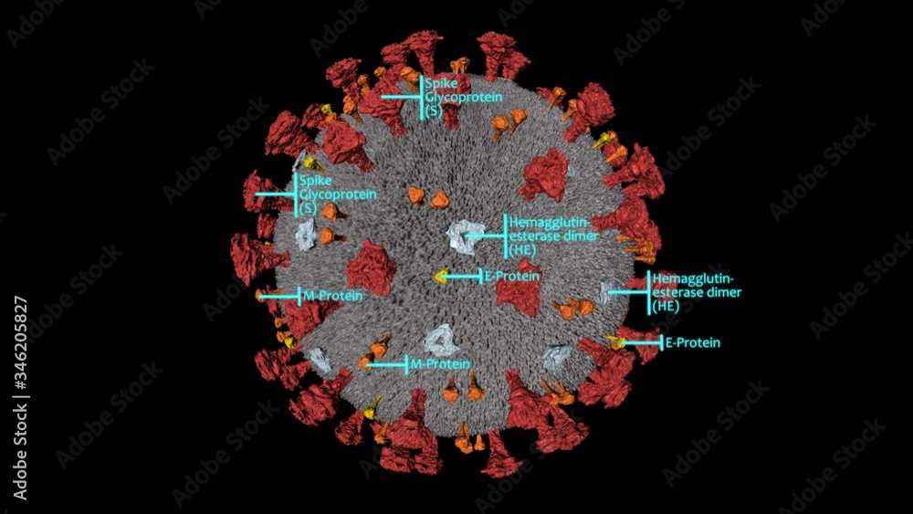 Rotating coronavirus SARS-CoV-2 with proteins description and optional ...
