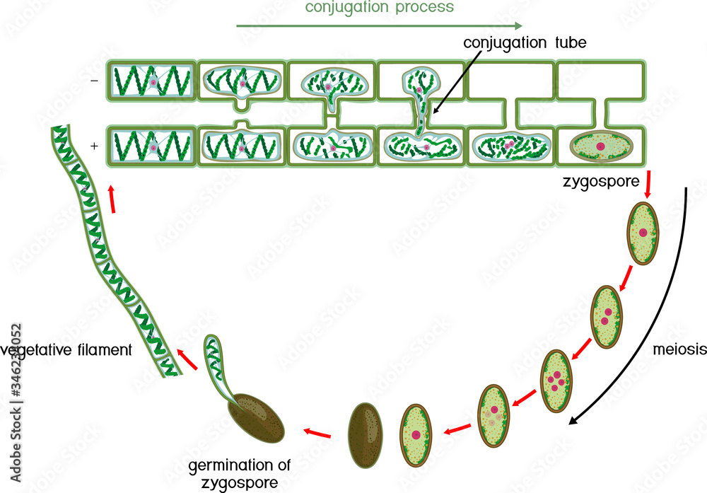 Life Cycle and lateral conjugation of Spirogyra (charophyte green algae ...