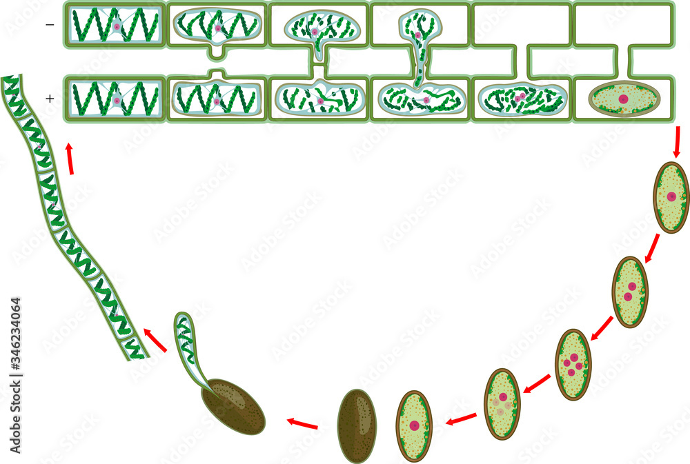 Spirogyra Life Cycle