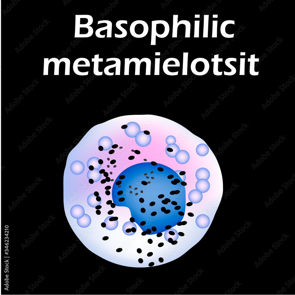 Basophils structure. Basophils blood cells. White blood cells ...