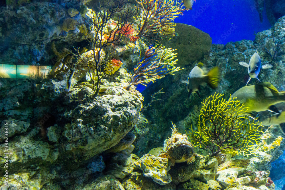 Beautiful salt aquarium fish swimming around Stock Photo | Adobe Stock
