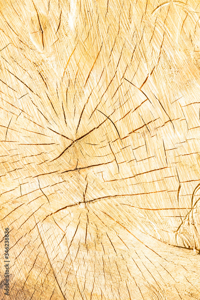 Log surface structure. Stumps and logs. Timber logging industry banner ...