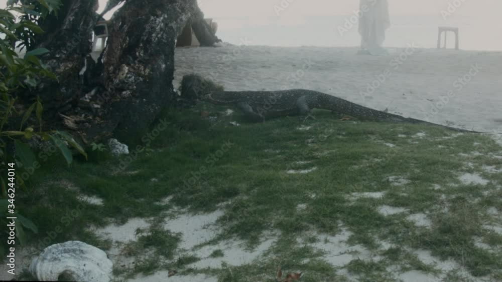 Palawan water monitor Varanus palawanensis in Coron Palawan Philippines ...