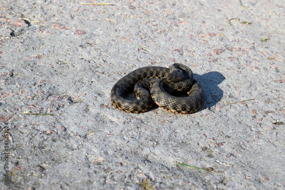 Common already (lat. Natrix natrix) - non-poisonous snakes from the ...
