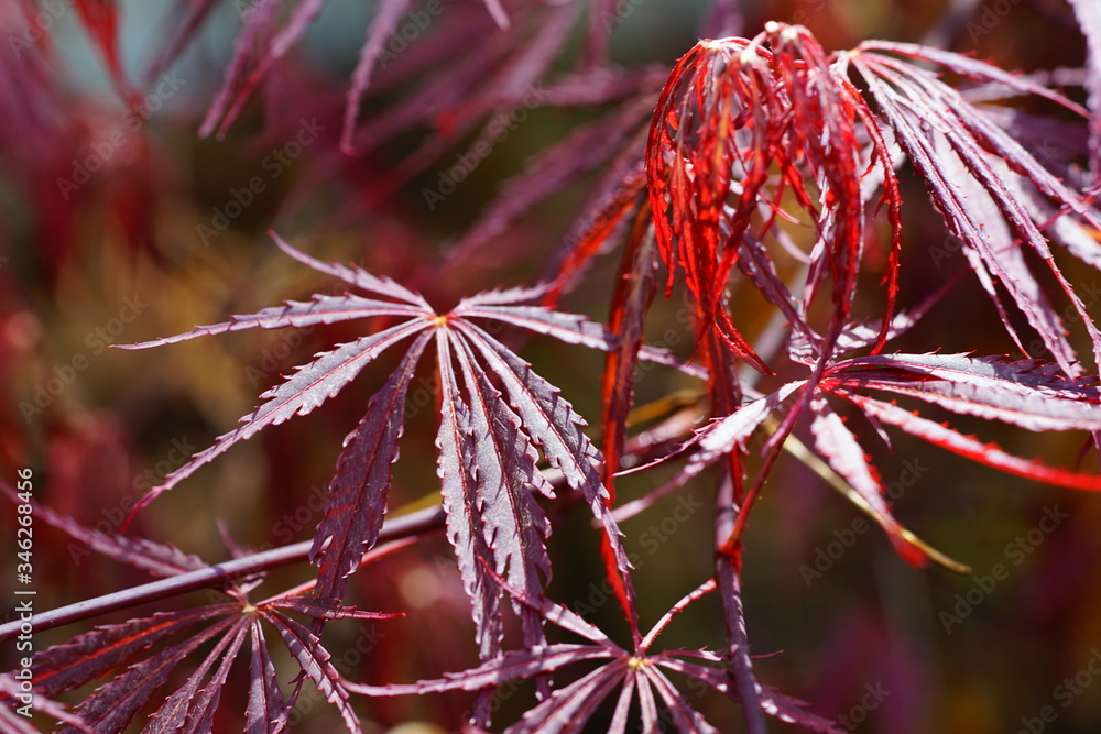 Red foliage of the weeping Laceleaf Japanese Maple tree (Acer palmatum ...