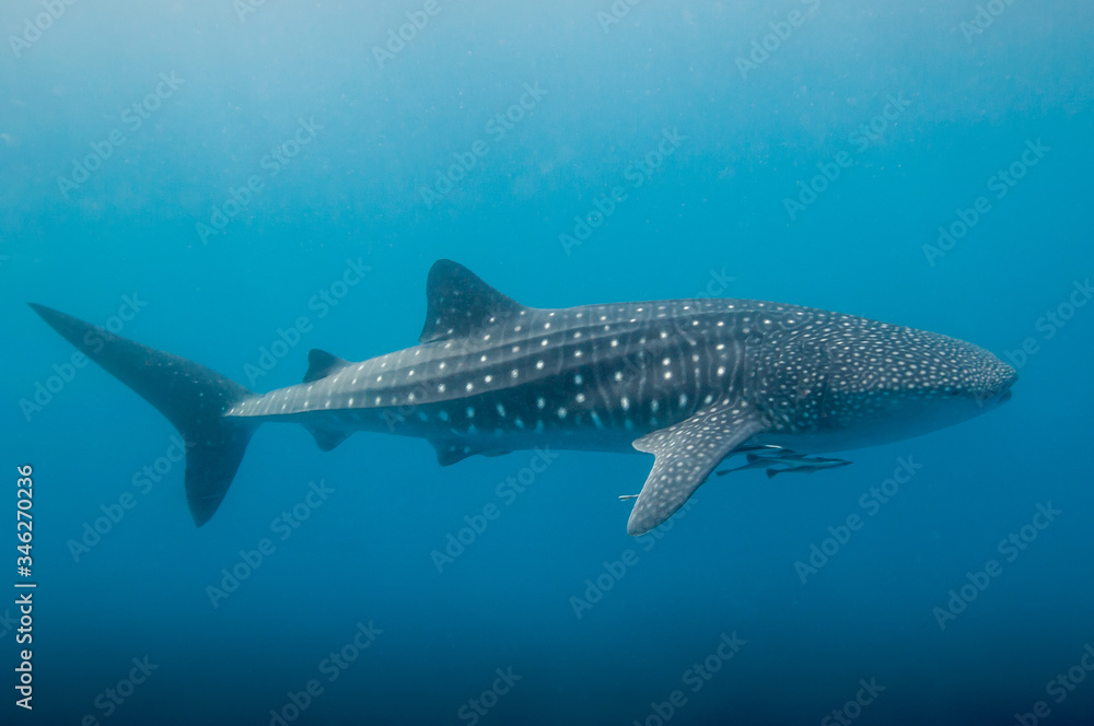 whale shark in the blue Stock Photo | Adobe Stock