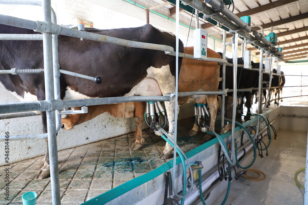 Cow milking facility, modern mechanised milking equipment. Stock Photo ...