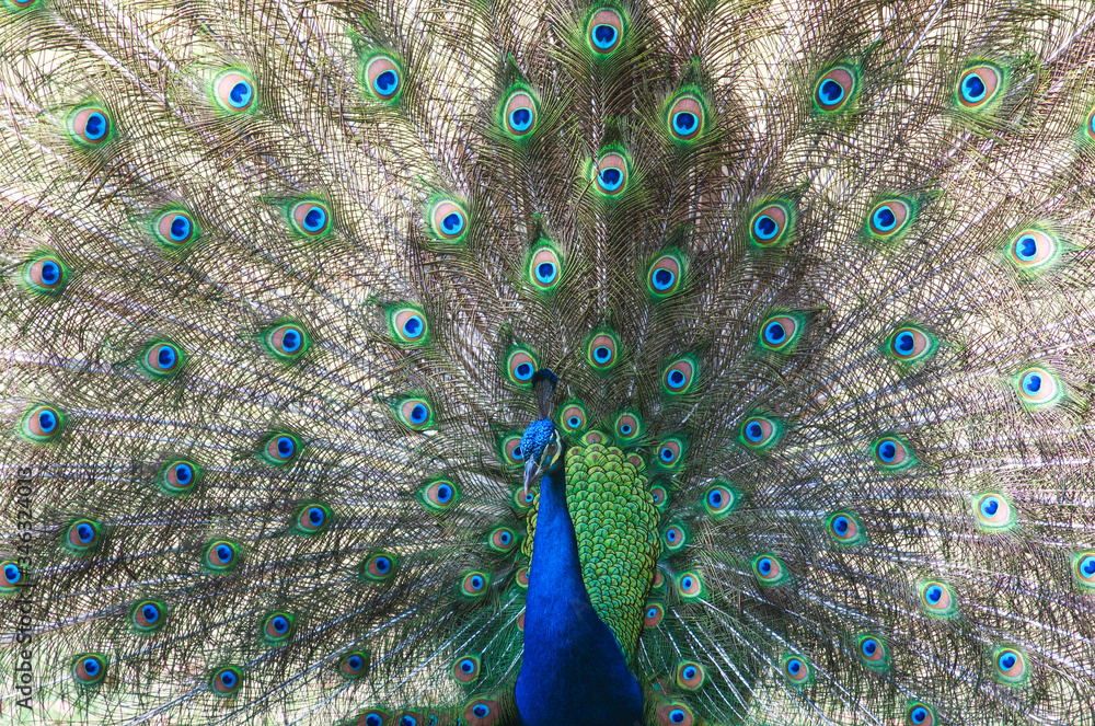 The exuberance of the colors in the tail of the peacock make this ...