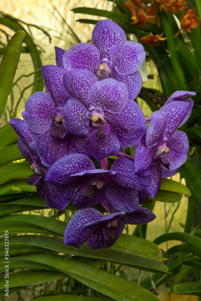 Vanda Rothschildiana is a primary hybrid of Vanda coerulea x Euanthe ...