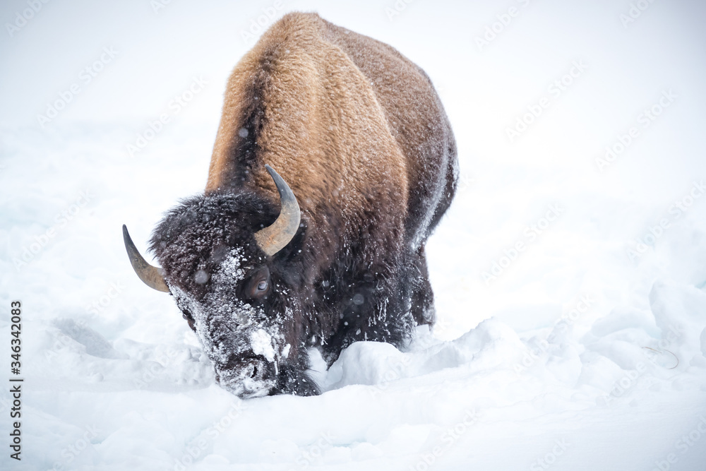 Bison swings his head side to side to push away sno and reveals the ...