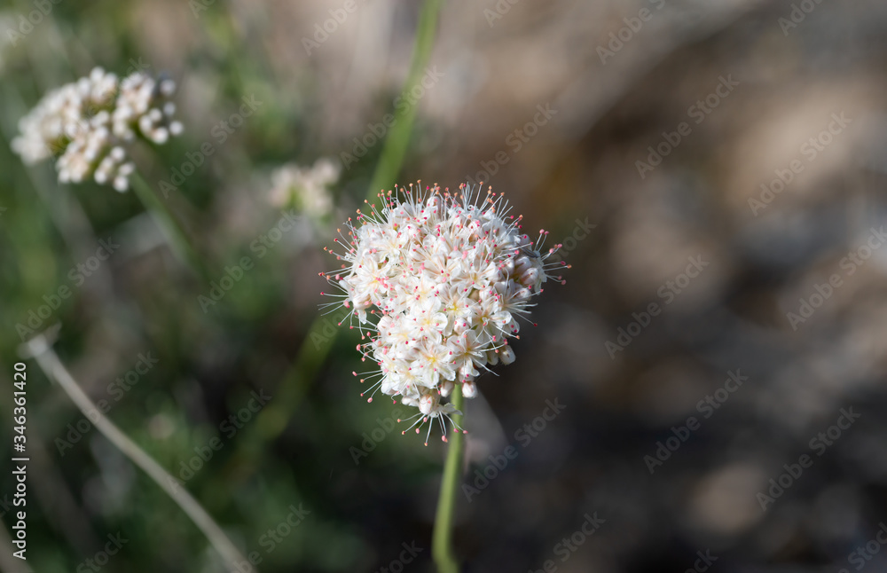 Mojave buckwheat (Eriogonum fasciculatum var. polifolium) is a wild ...