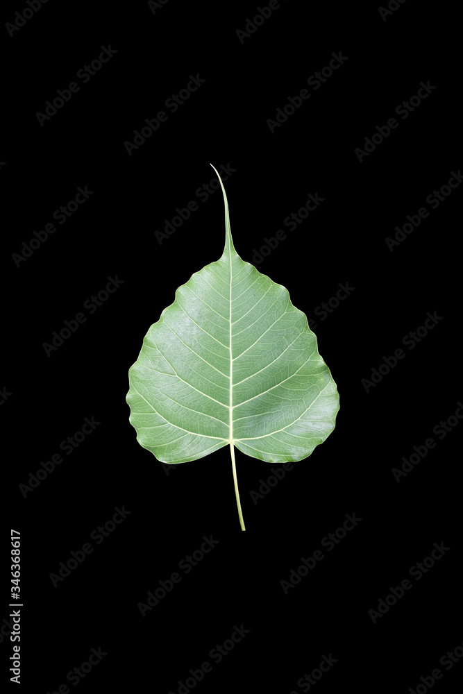 Isolated ficus religiosa or sacred fig leaf with clipping paths Stock ...