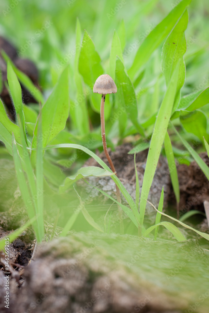 Magic mushrooms growing in the wild, in a field on cow shit. Thailand ...