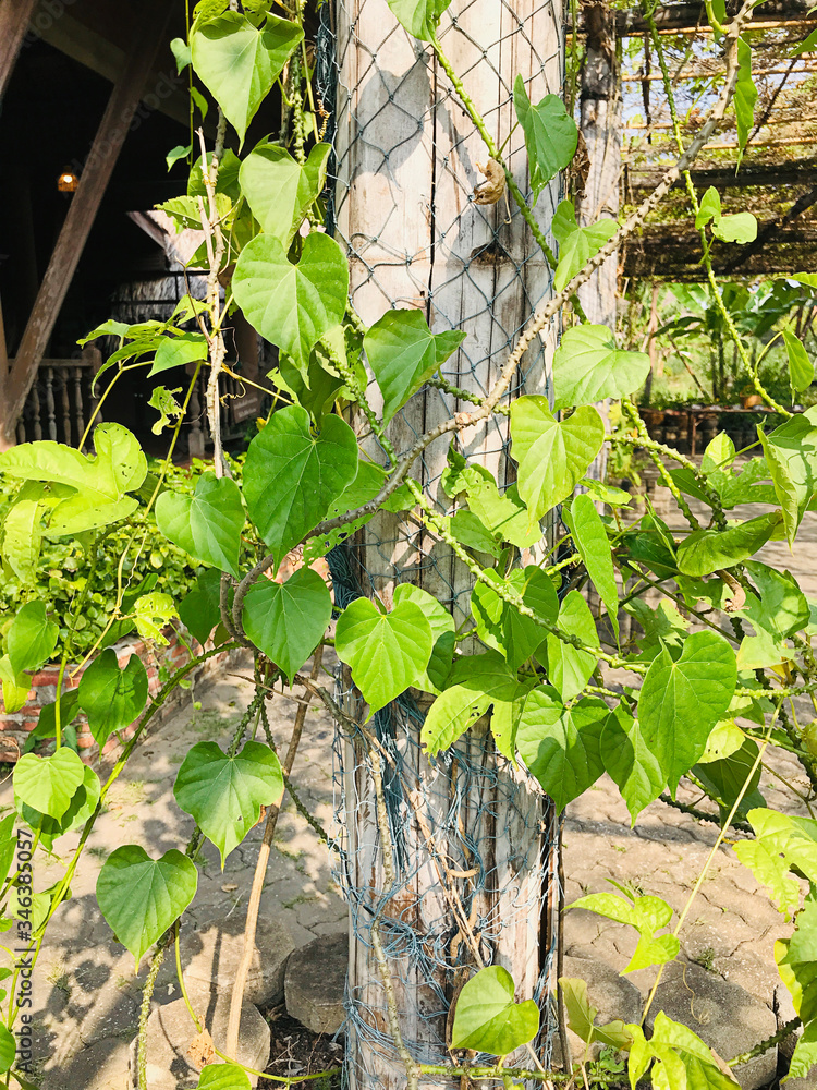Tinospora Cordifolia