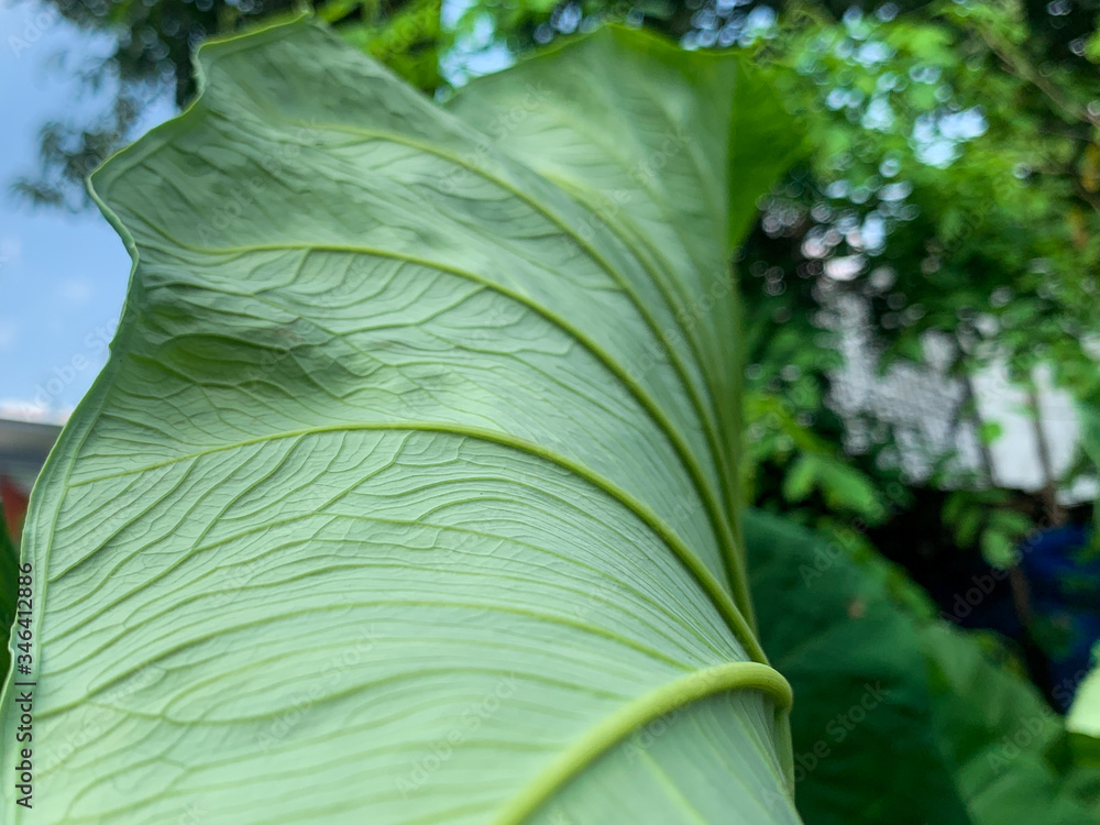areas. Big green leaf Used as a feed Giant Tar. Giant Taro, Alocasia ...