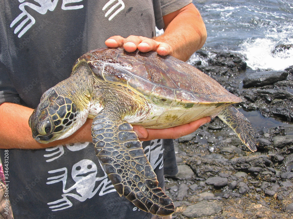 Juvenile of loggerhead turtle (Caretta caretta) on the island of Boa ...