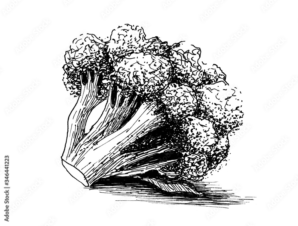 Cauliflower hand draw vintage clip art isolated on white background ...