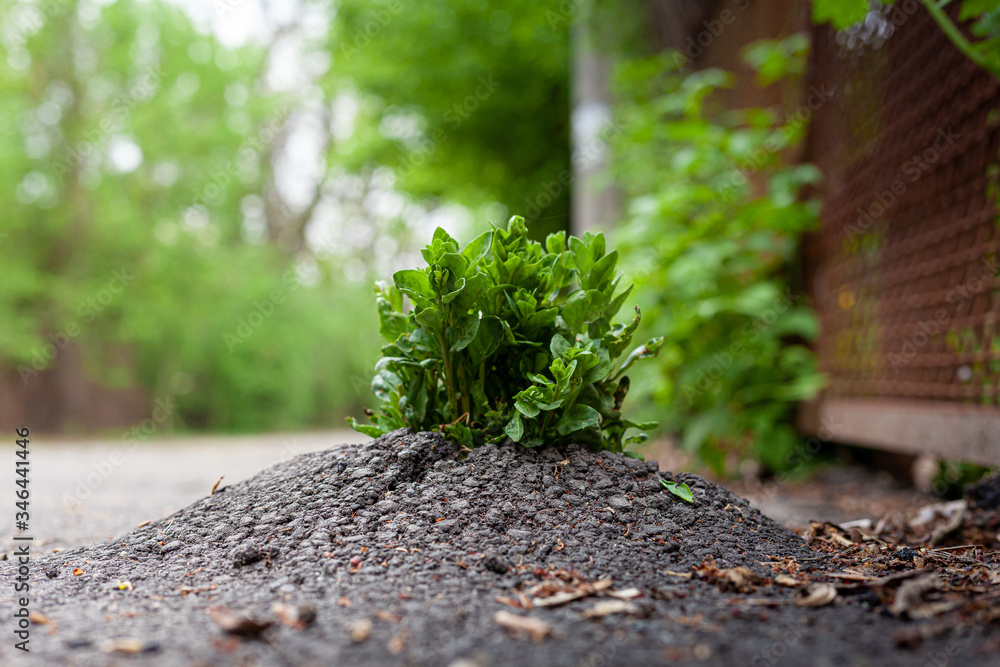 Foto de The plant makes its way through the asphalt. Green flower grows ...
