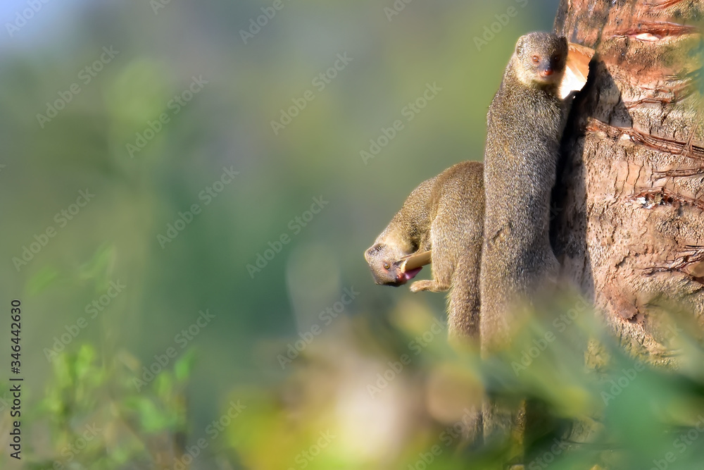 Mongoose with nature, A mongoose is a small terrestrial carnivorous ...