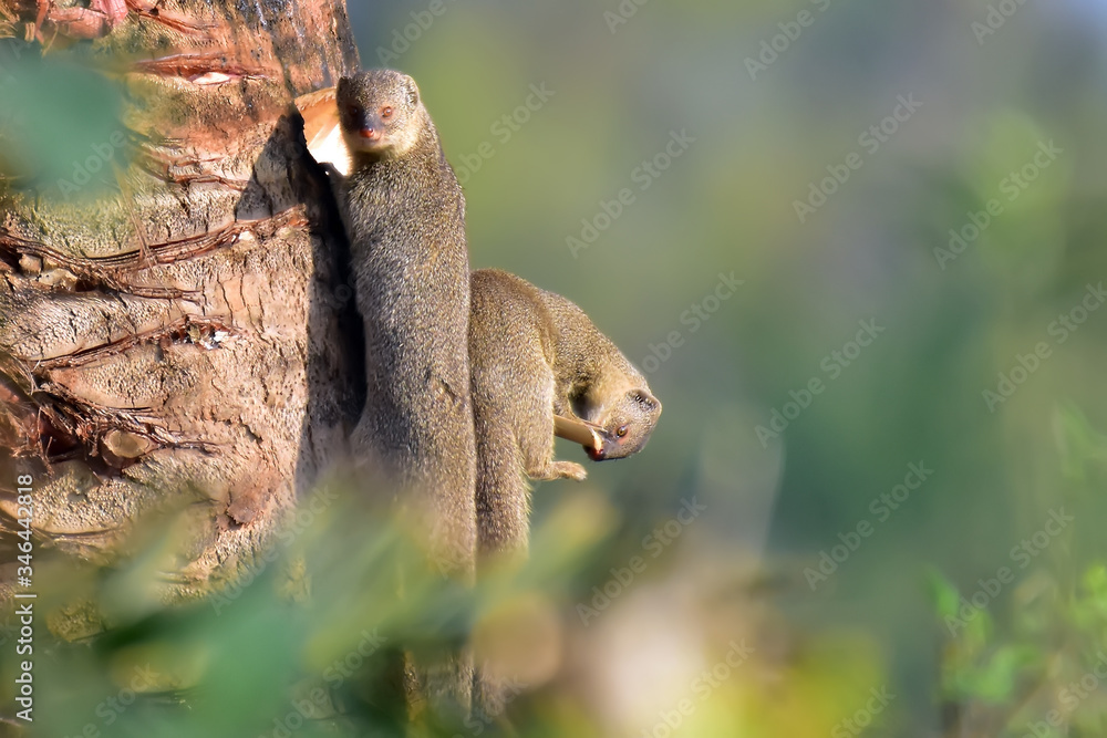 Mongoose with nature, A mongoose is a small terrestrial carnivorous ...