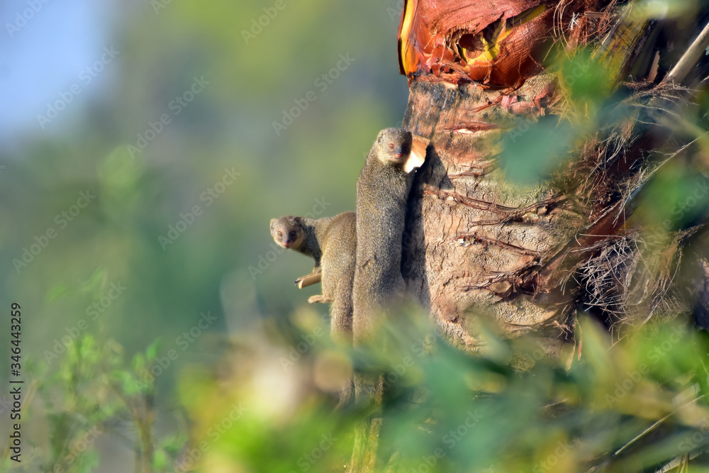 Mongoose with nature, A mongoose is a small terrestrial carnivorous ...