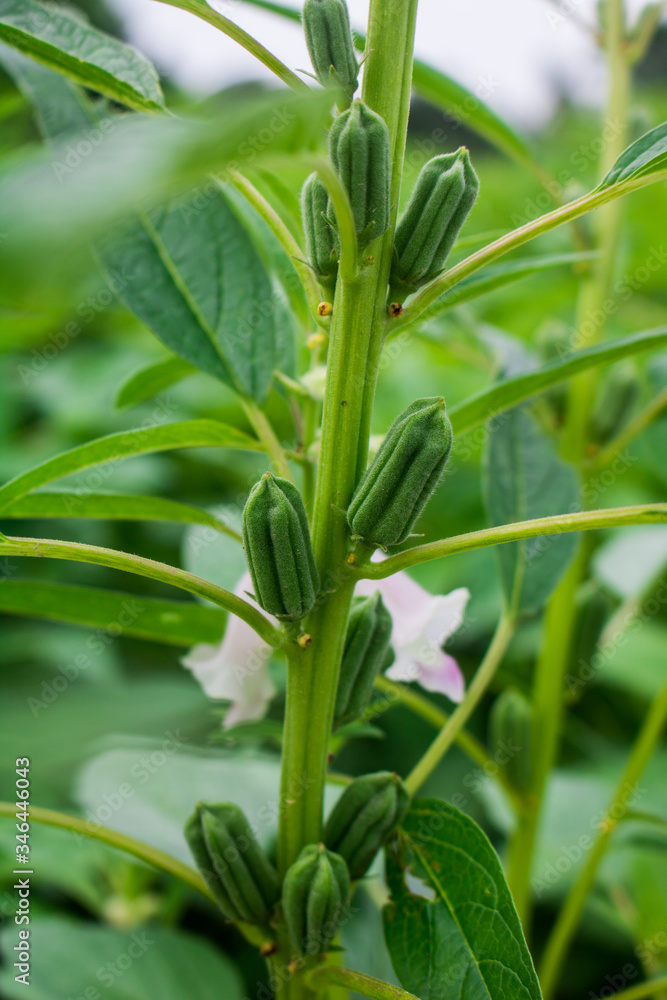 Sesame seed flower on tree in the field, Sesame a tall annual ...