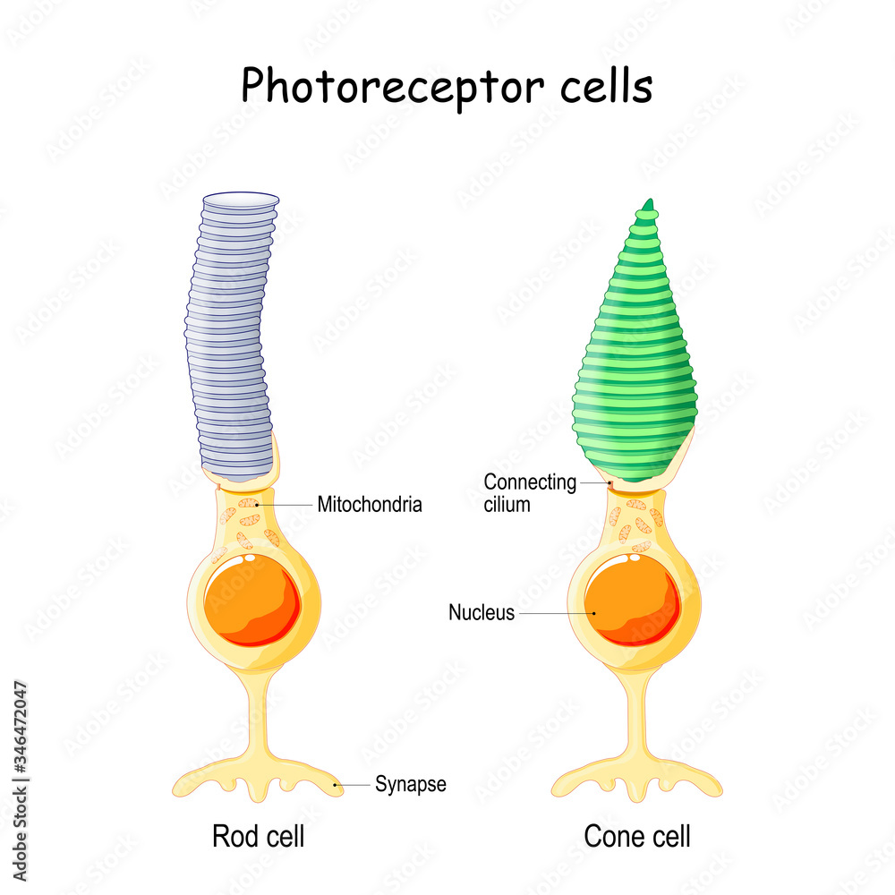 Anatomy of Photoreceptor cells Stock Vector | Adobe Stock