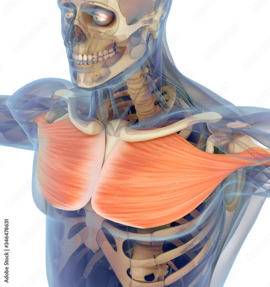Medical muscle illustration of the pectoralis major. 3d illustration ...