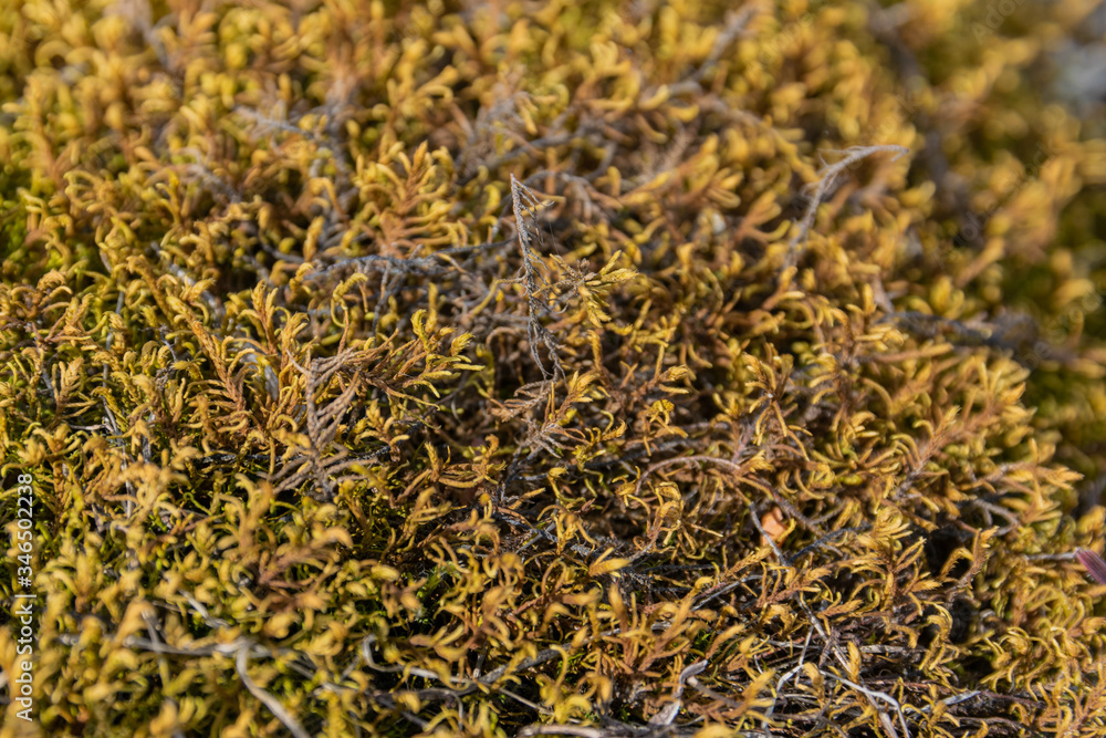 Closeup of moss pleurocium schreber. Orange moss texture. Stock Photo | Adobe Stock