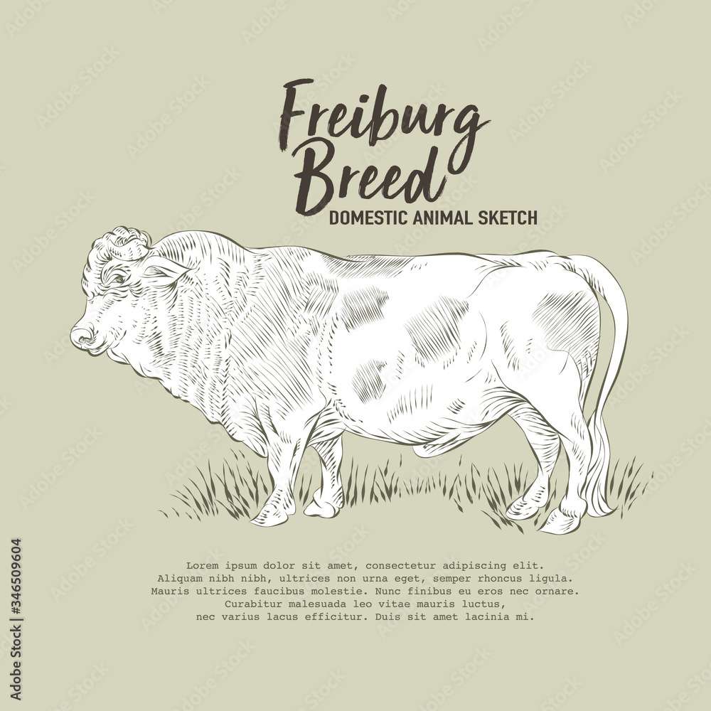 Isolated animal cattle vector drawing illustration.A standing cow ...