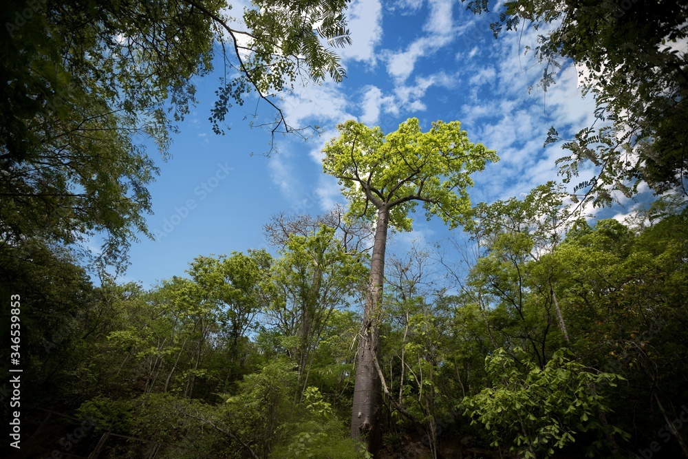 Arboles verdes en la selva ภาพถ่ายสต็อก | Adobe Stock