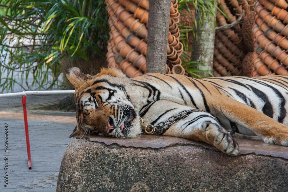 Royal Tiger laying Chained on Stage for the Safety of Tourists in the ...