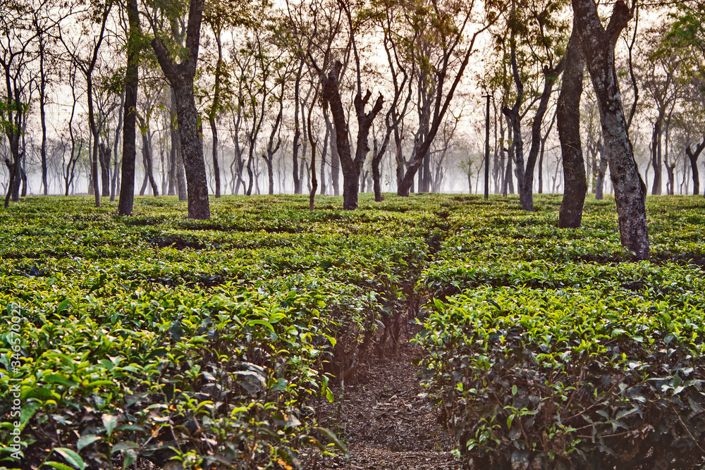 Lush Green Tea Gardens of Assam, India. These green leaves are the ...