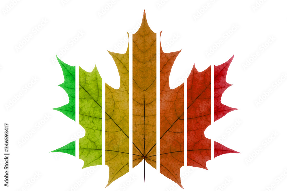 Maple leaf aging cycle. Autumn leaf on a white isolated background ...