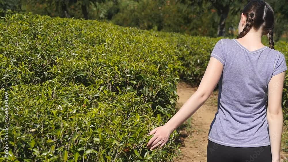 Unrecognizable girl walks among a tea shrubs at plantation and touches ...