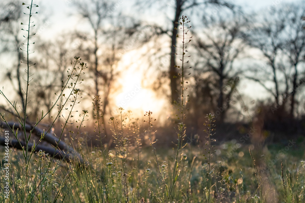 Orange sunset sun behind bare spring trees with green fresh wild grass ...