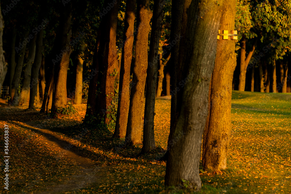 Trees in sunshine with a path of fallen leaves and extensive lawns ...
