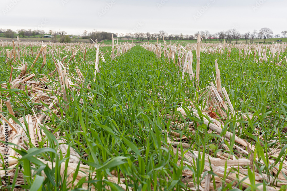 Nearly ground level shot looking down a row of corn stalks with a cover ...