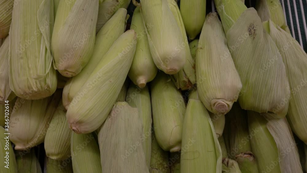 Elotes con su hoja. Paneo hacia arriba a una velocidad lenta. Stock ...