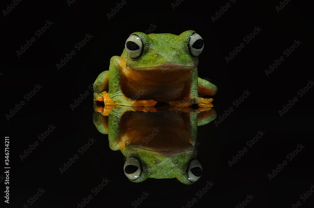 flying frog, tree frog, frog, Stock Photo | Adobe Stock