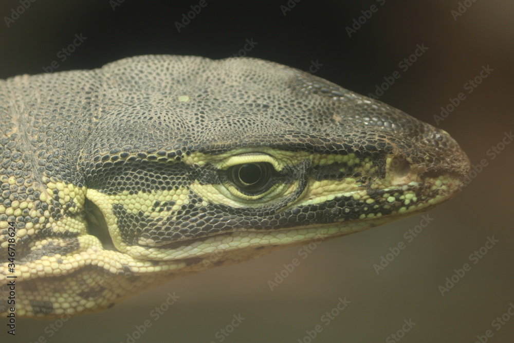 Reptiles are tetrapod animals in the class Reptilia, comprising today's ...