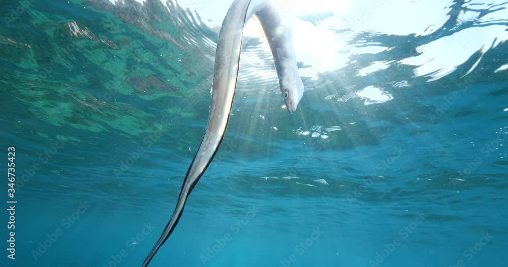 dead conger eel on the surface of water drifting dead fish underwater ...