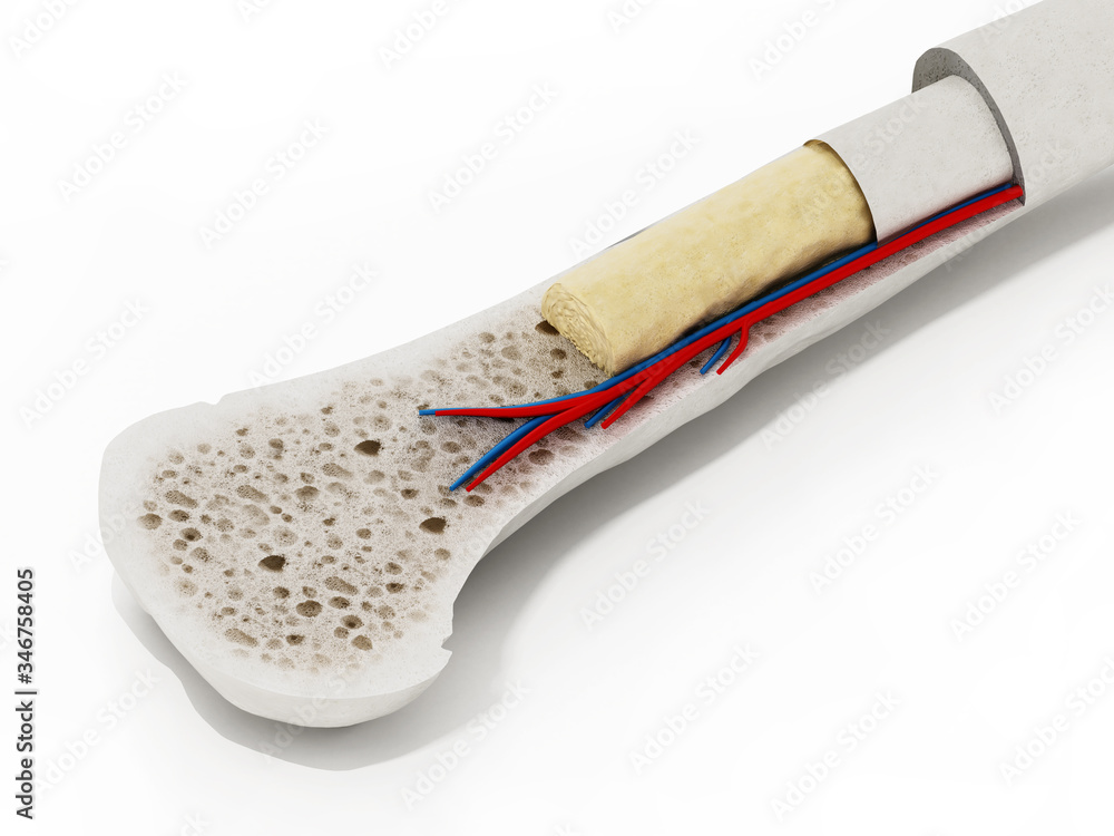 Póster Cross section of a human bone showing bone marrow, spongy bone ...