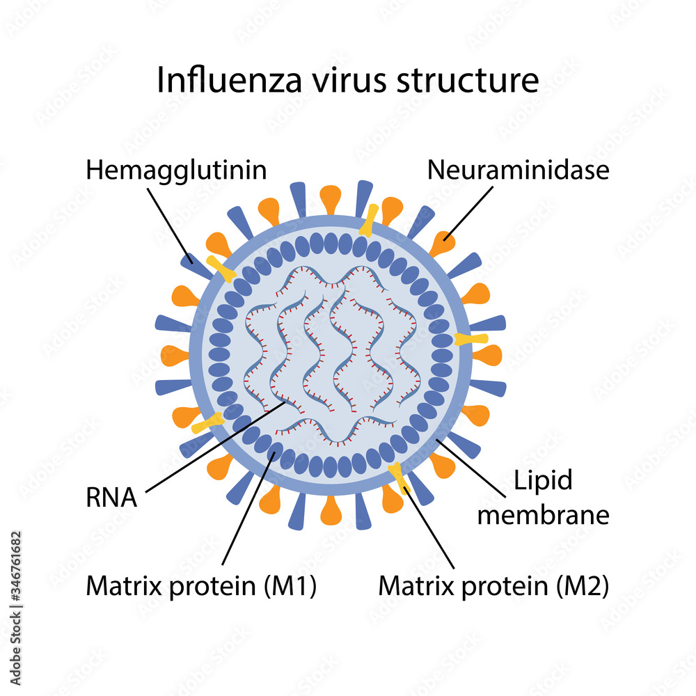 Influenza Virus Structure