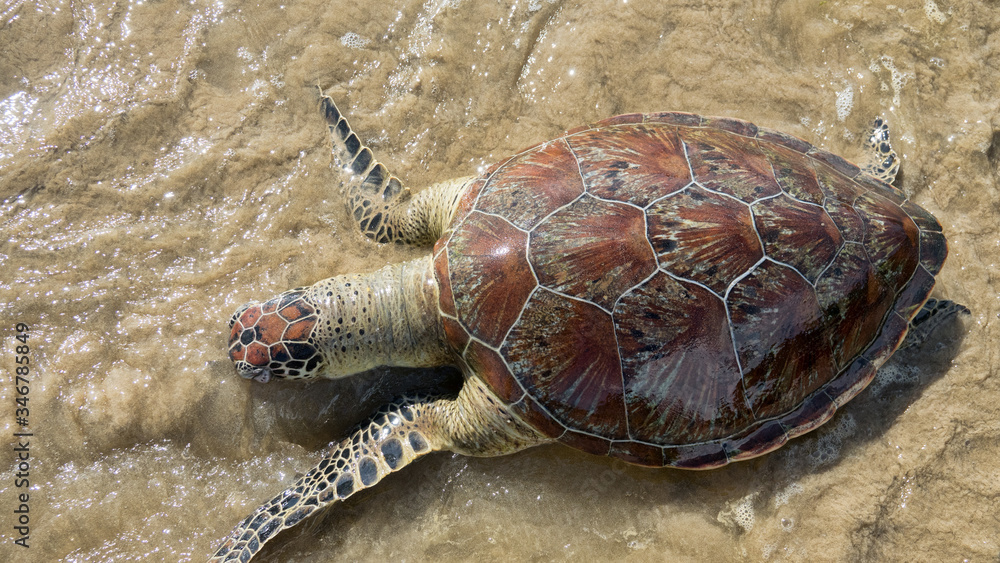 This sea turtle - Loggerhead turtle (Caretta caretta) is dying now as ...