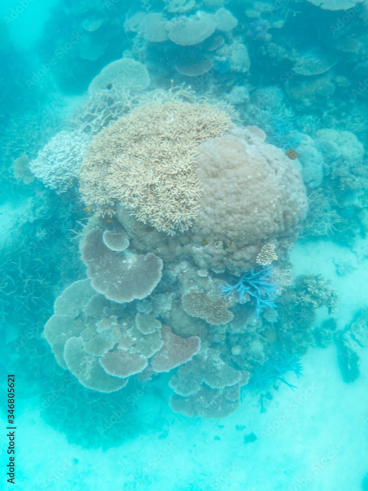 Coral underwater Great Barrier Reef. Colorful coral ecosystems in ...