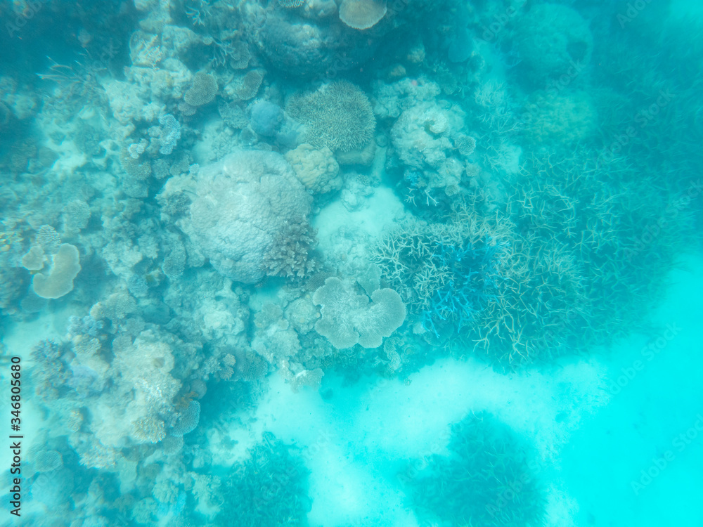 Coral underwater Great Barrier Reef. Colorful coral ecosystems in ...