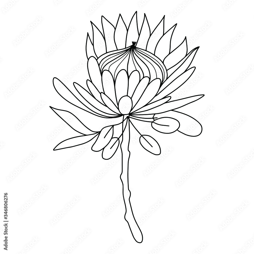 Protea flower line drawing. Vector illustration. Line continuous. Stock ...
