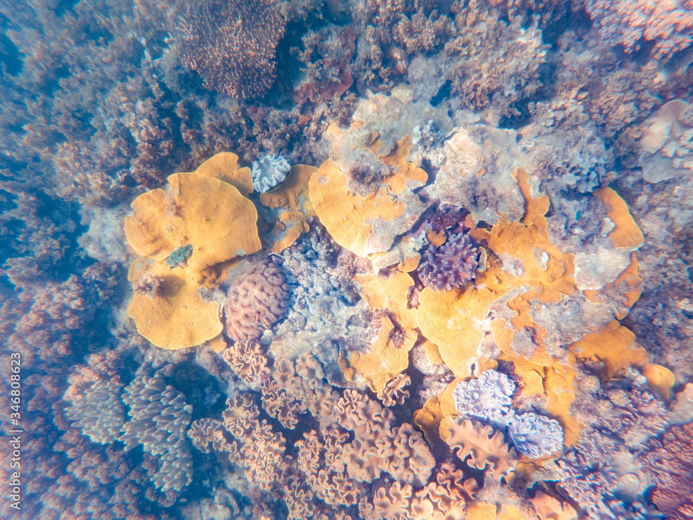 Coral underwater Great Barrier Reef. Colorful coral ecosystems in ...